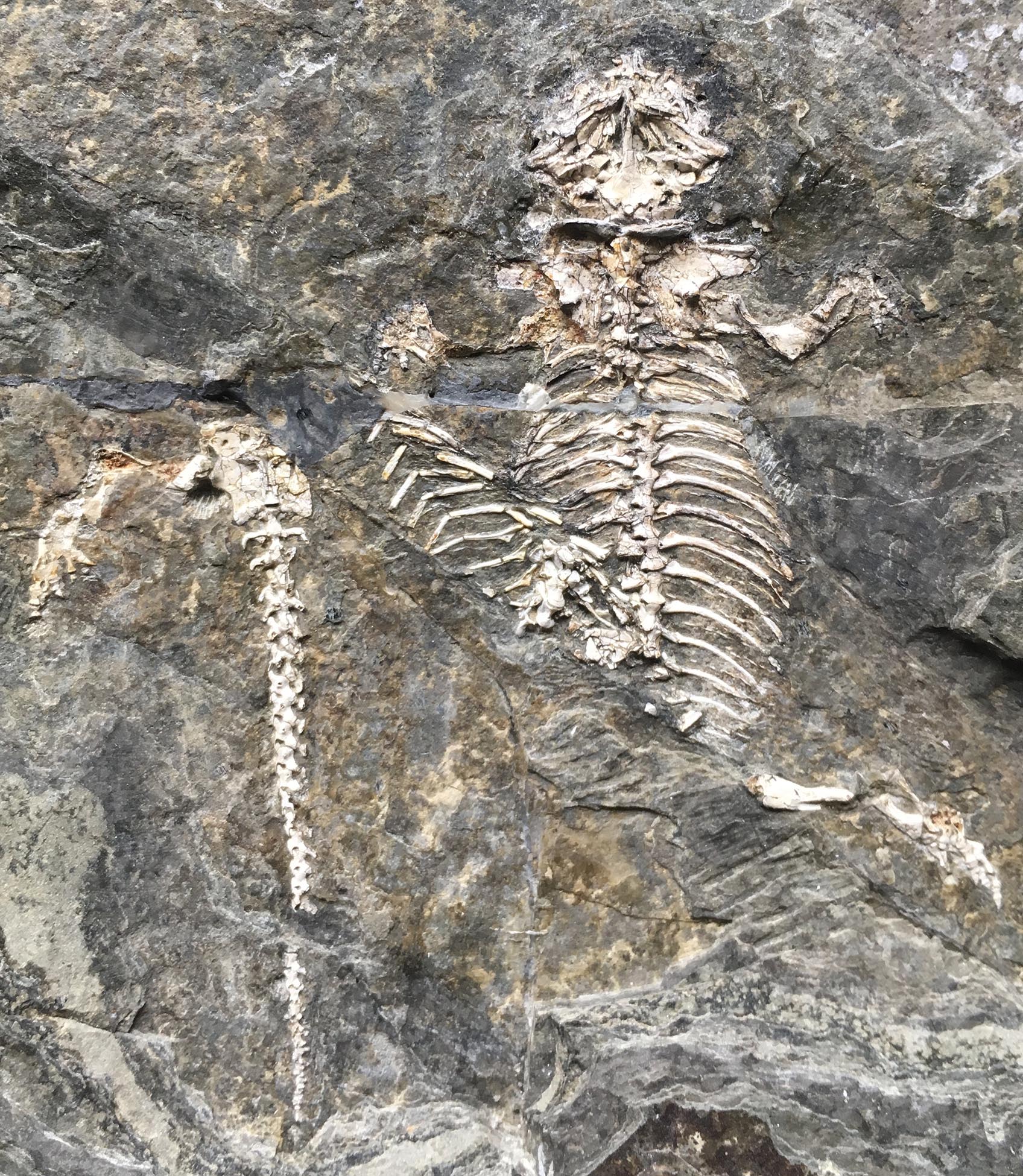 PalEO Group – MADDIN Lab